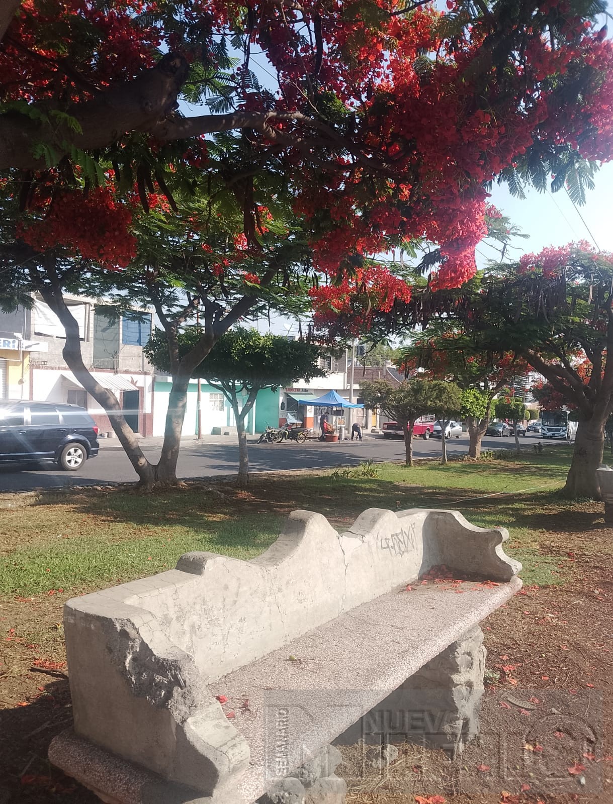 EL FRAMBOYÁN O TABACHÍN, UN ÁRBOL QUE PRODUCE SOMBRA Y OXÍGENO Y QUE ...
