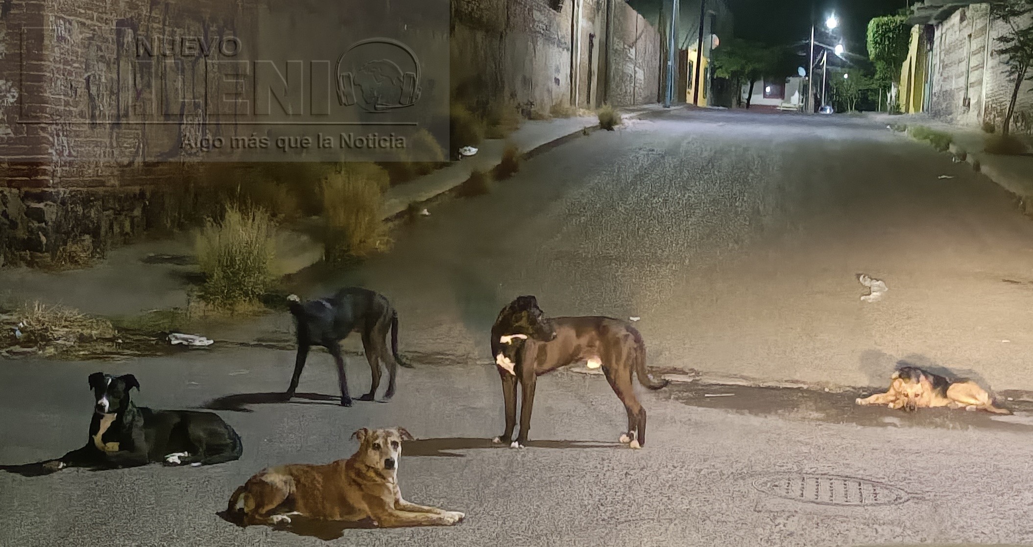 Perros Callejeros en la Ciudad: Un Problema de Salud Social – Nuevo Milenio