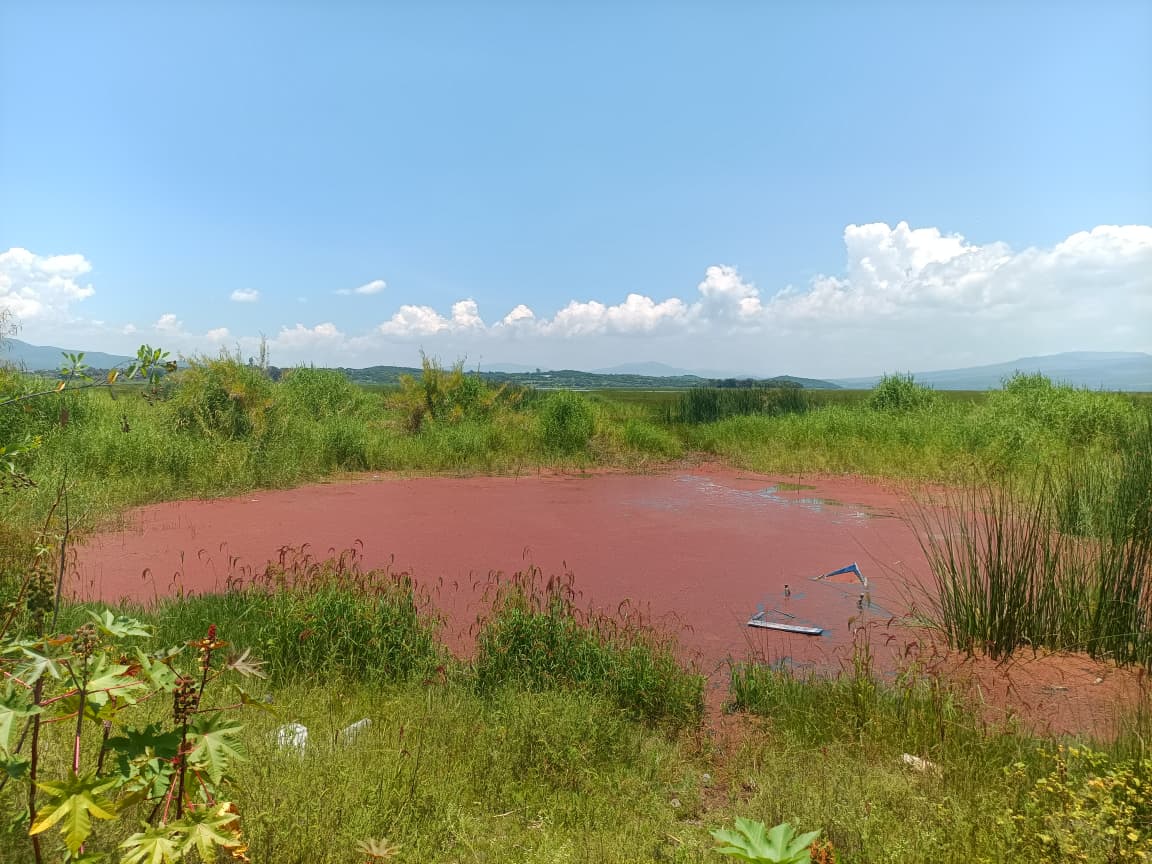 El Lago de Sangre resurge en Yuriria: naturaleza y misterio en perfecta ...